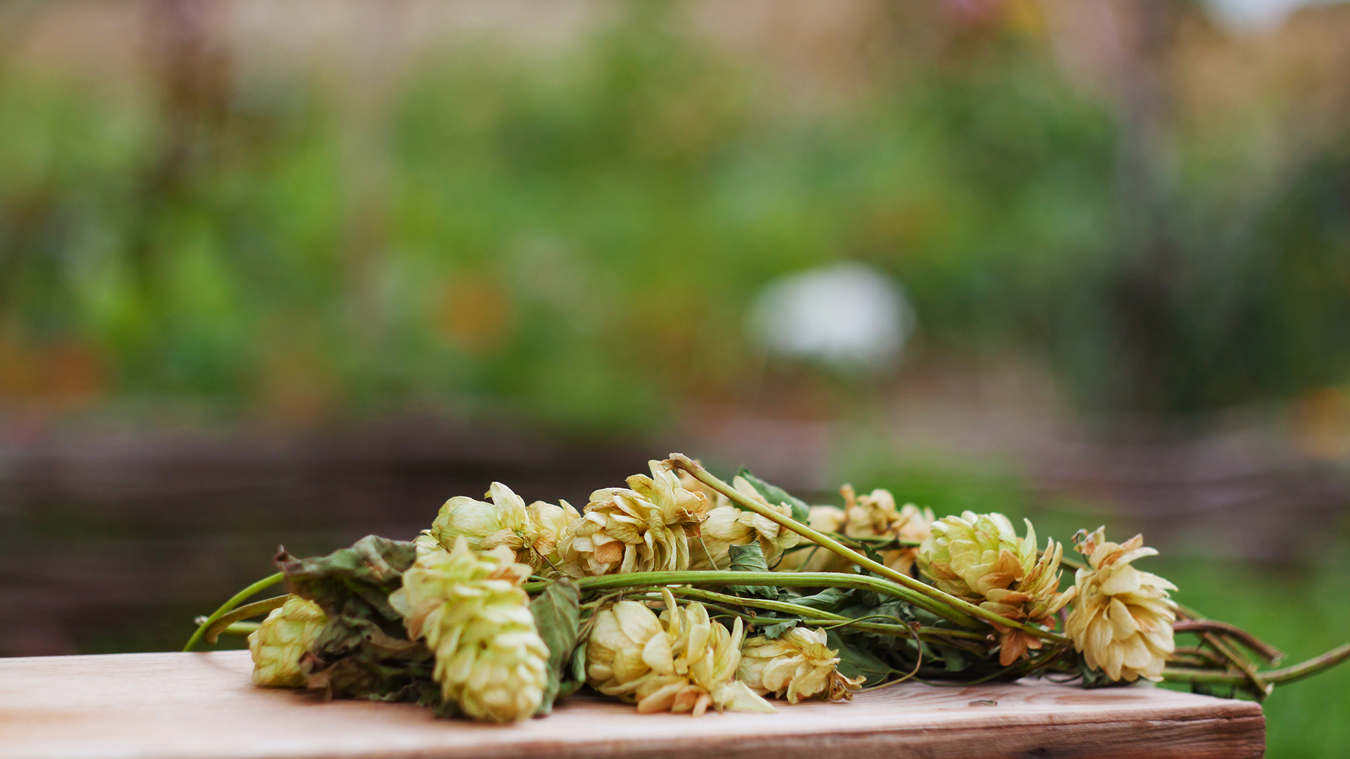 Beer’s four magic ingredients (and what they do) - Nagambie Brewery